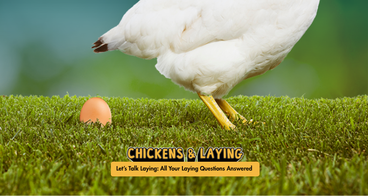 Let’s Talk Laying: All Your Laying Questions Answered!
